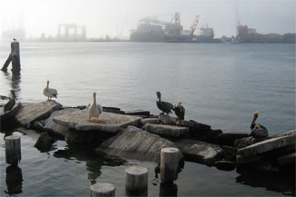 Houston Bay Barrier | Defacto Urbanism